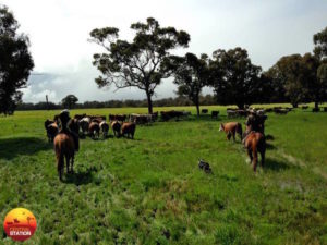Growing up in the south-west of WA – Central Station