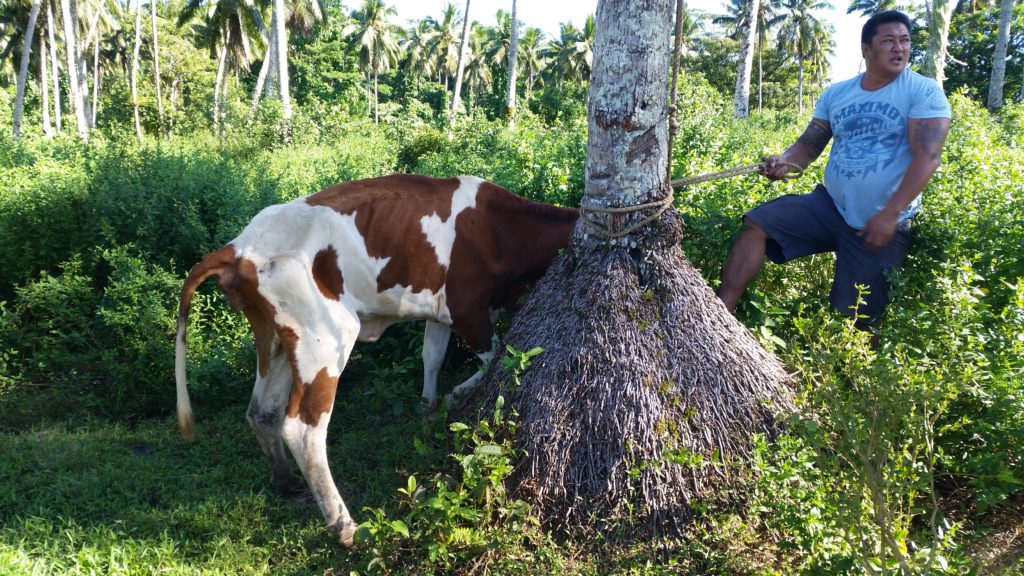 Balmy Bovines – raising cattle in Samoa – Central Station