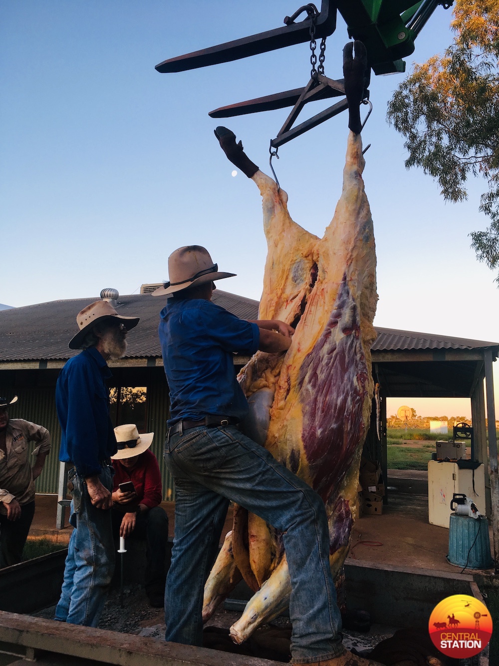 Shepherd to Ringer – Central Station